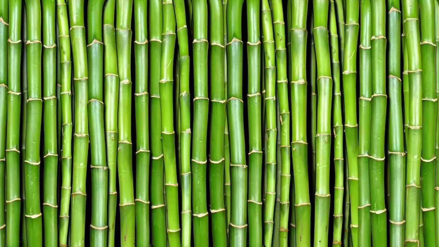 Best Time to Plant Bamboo in Melbourne (Avoid Costly Mistakes)