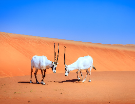 The Arabian Oryx: UAE's National Animal