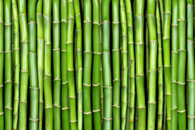 Best Time to Plant Bamboo in Melbourne (Avoid Costly Mistakes)