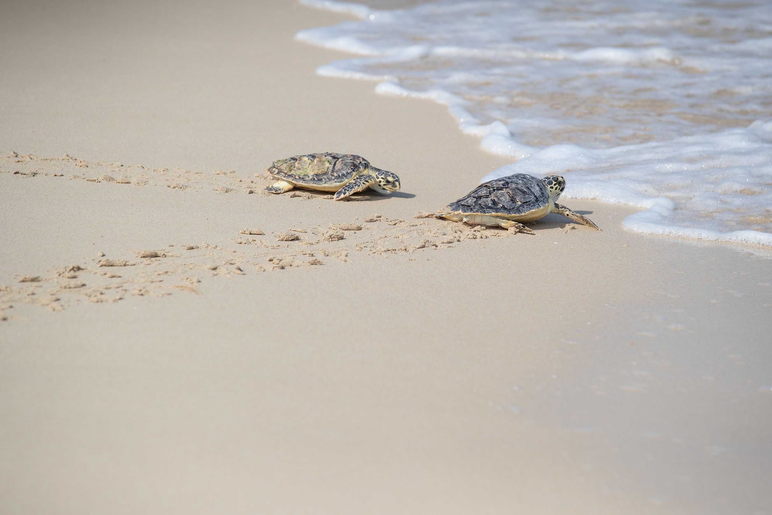 65 Hawksbill Turtles Into The Wild In Celebration Of World Sea Turtle ...