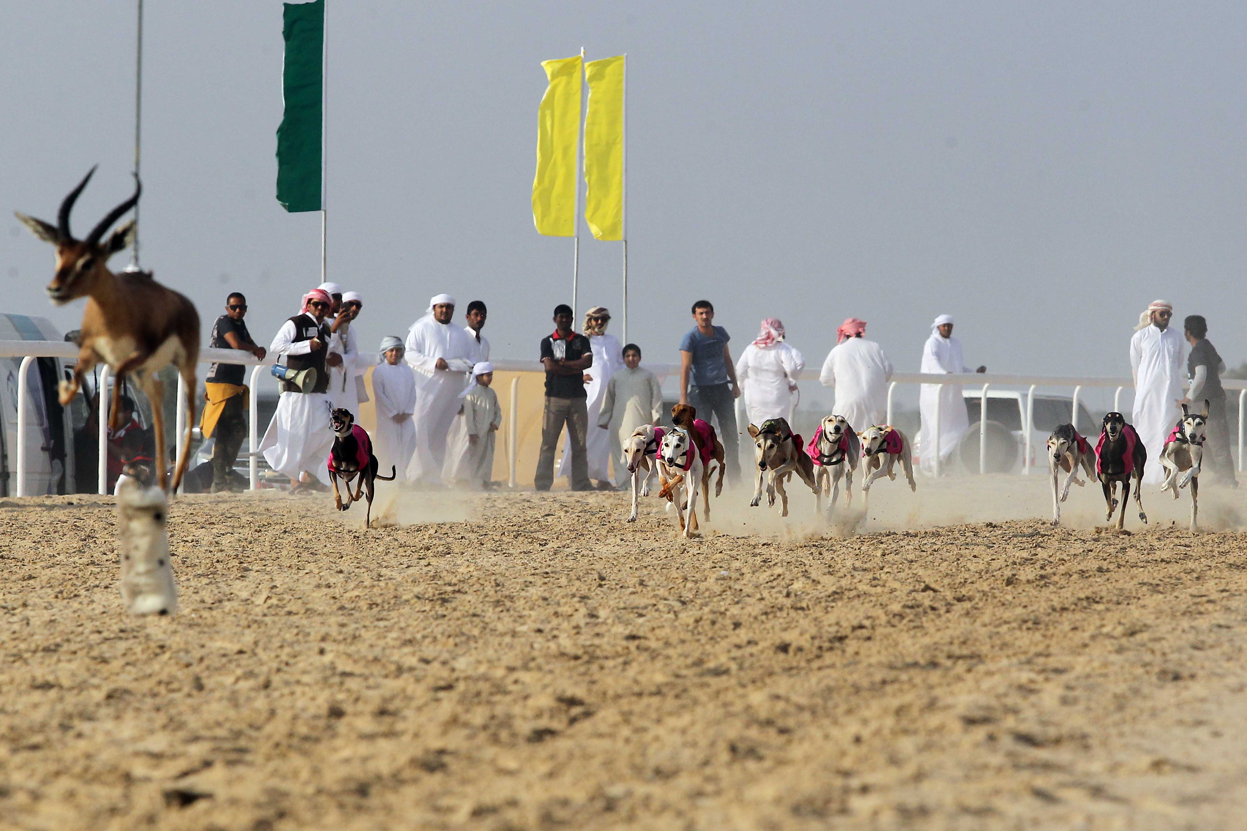 Arabian Saluki Traditional Race Championship AlDhafrah Festival 2016