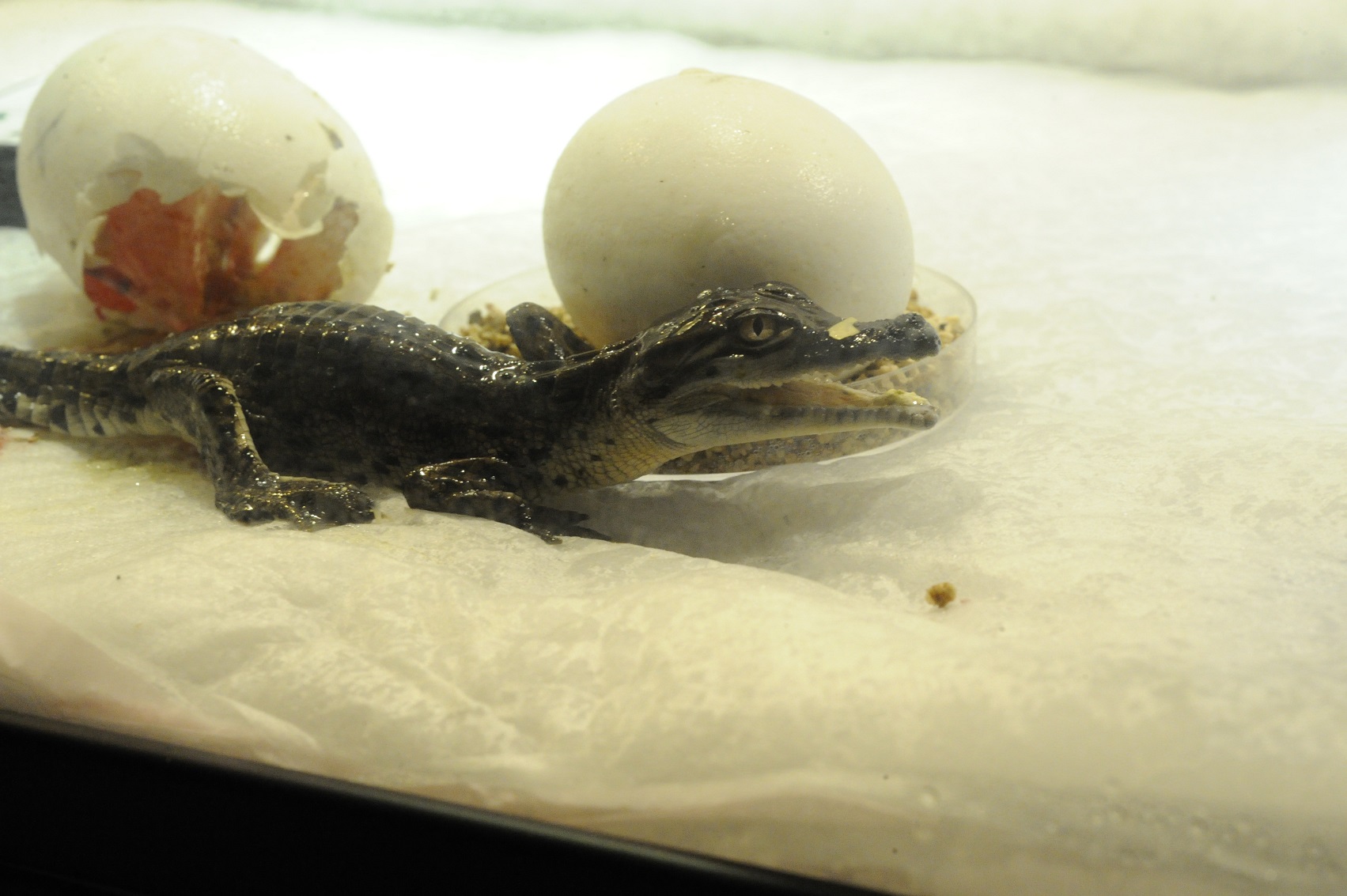 Excitement abounds as first baby croc fathered by King Croc hatches at ...